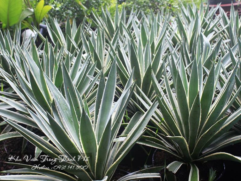 Cây Dứa Agao - Khu Vườn Trong Thành Phố