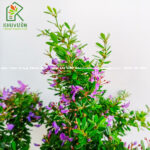 Cây Linh Sam - Khu Vườn Trong Thành Phố